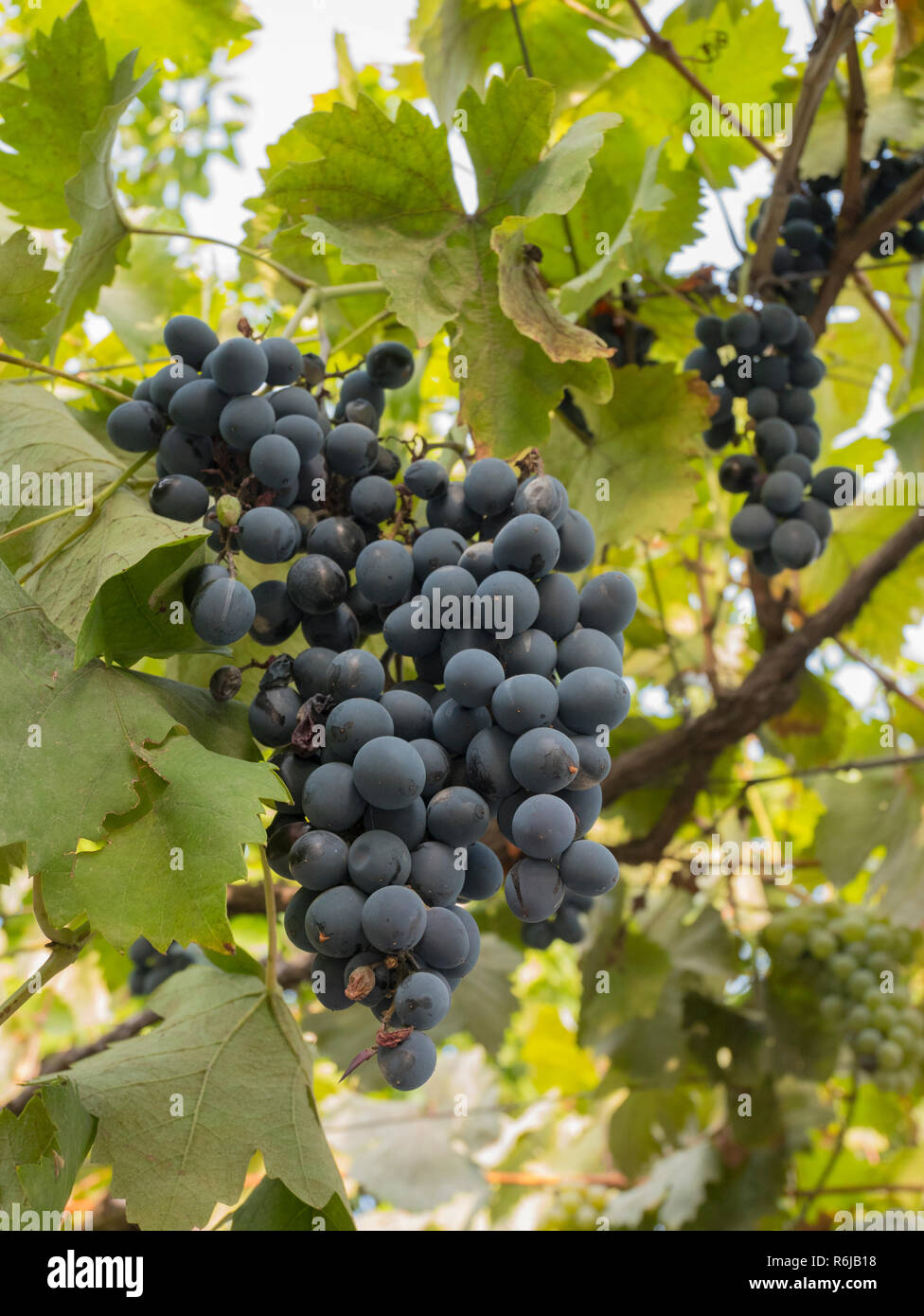 Georgia grown grapes hi-res stock photography and images - Alamy