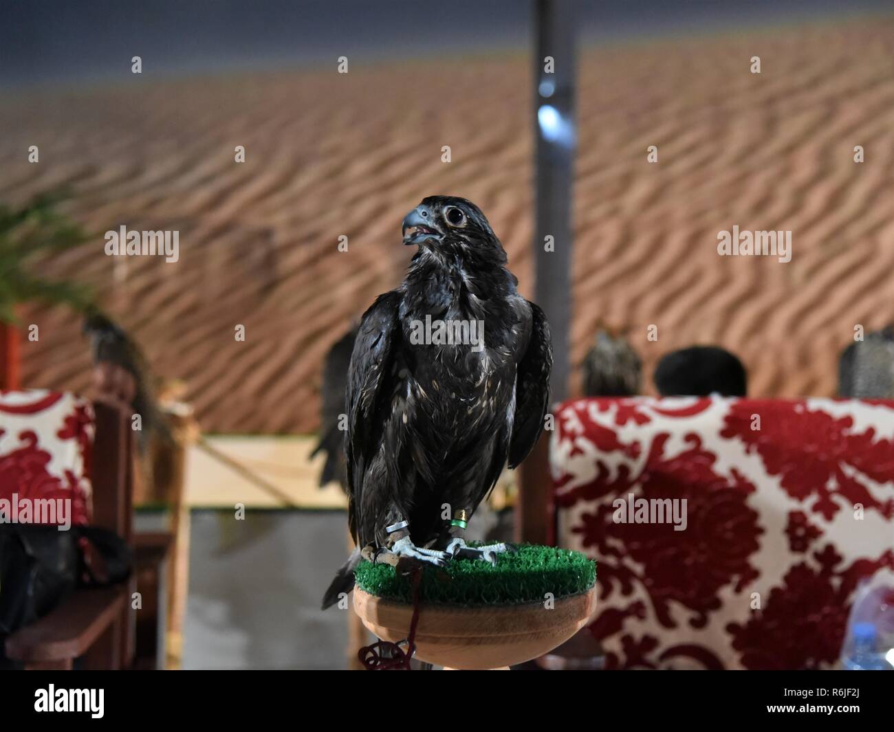 Riyadh, Saudi Arabia. 5th Dec, 2018. A falcon is seen at the Saudi ...