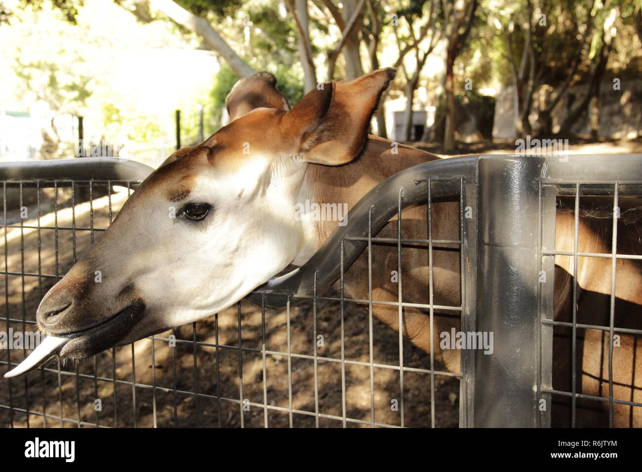 Okapi at the San Diego Zoo. Awesome experience to get to feed this mama ...
