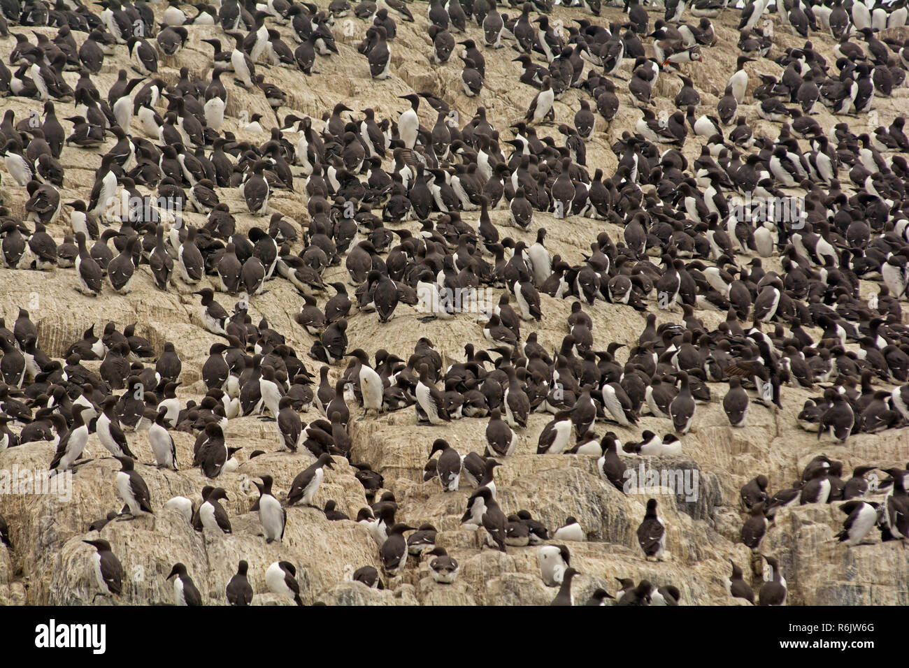 Cliff nesting birds hi-res stock photography and images - Alamy