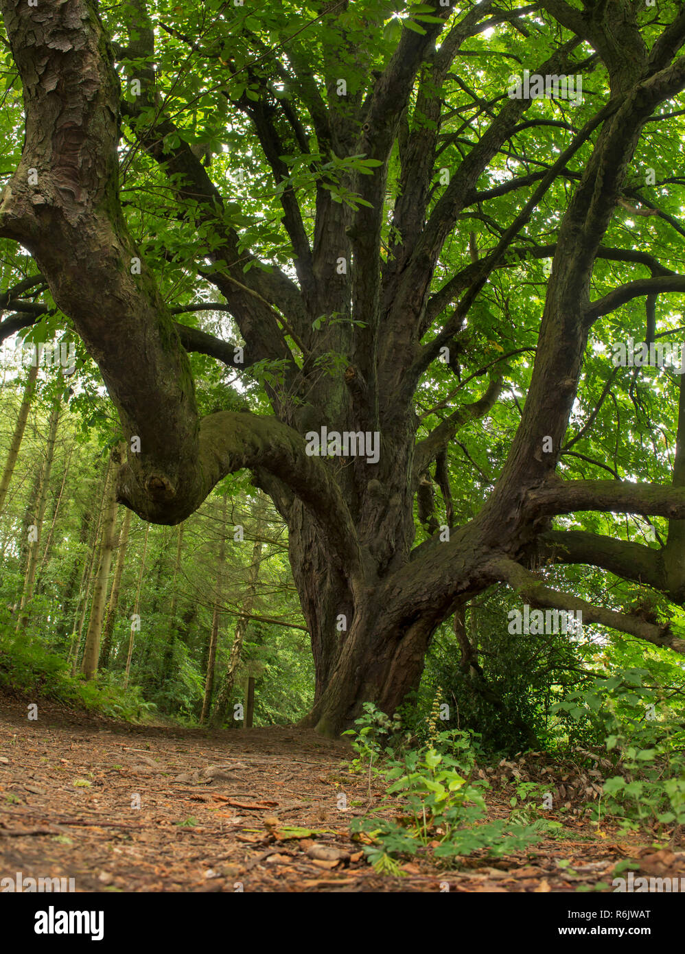Chestnut tree in ancient woodland, Selkirk, Scotland Stock Photo - Alamy