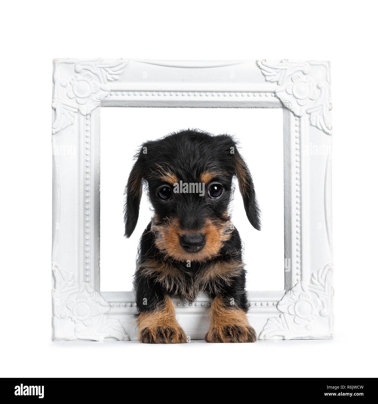Super cute Mini Dachshund wirehaired sitting through white image frame ...