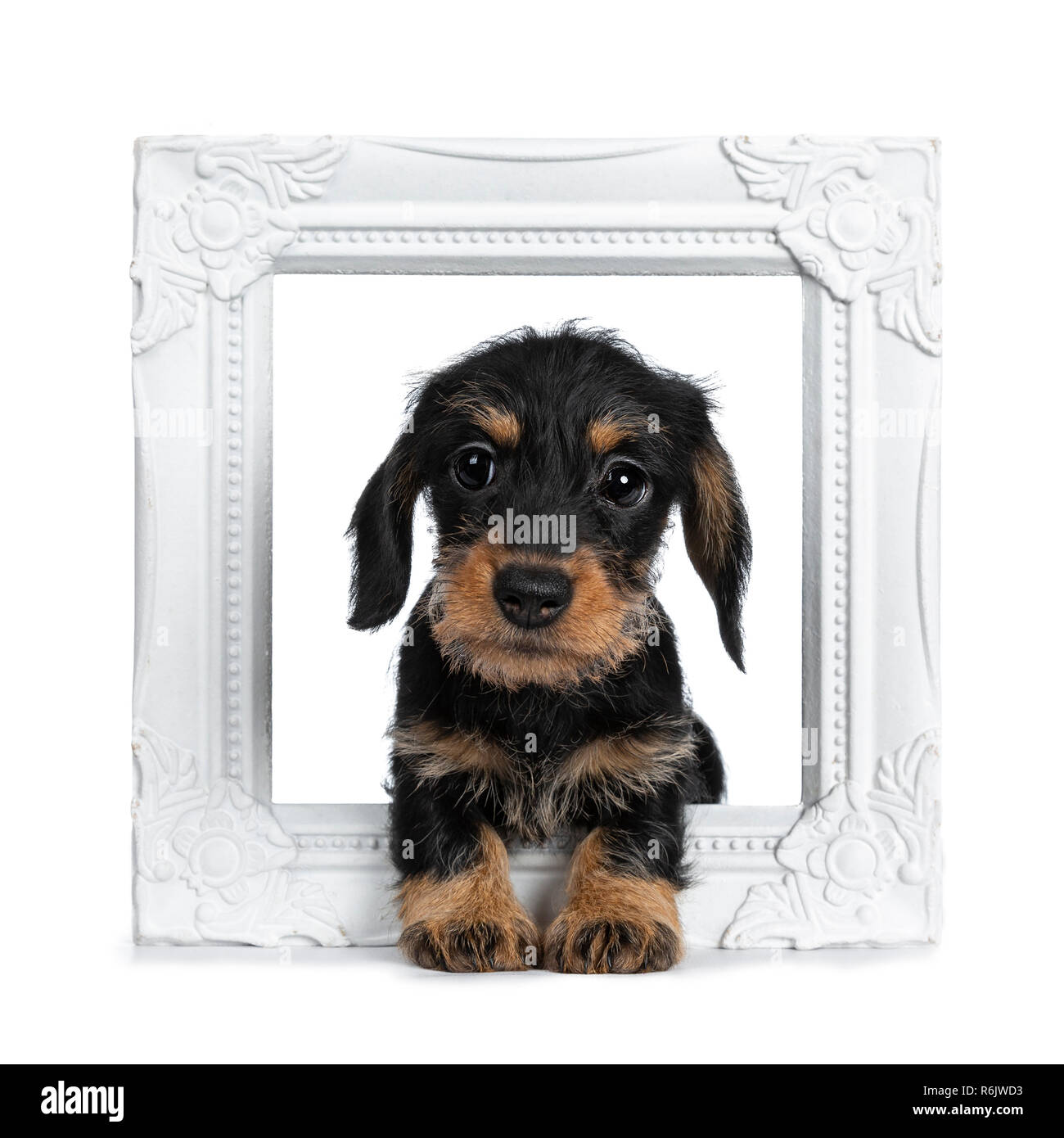 Super cute Mini Dachshund wirehaired sitting through white image frame ...
