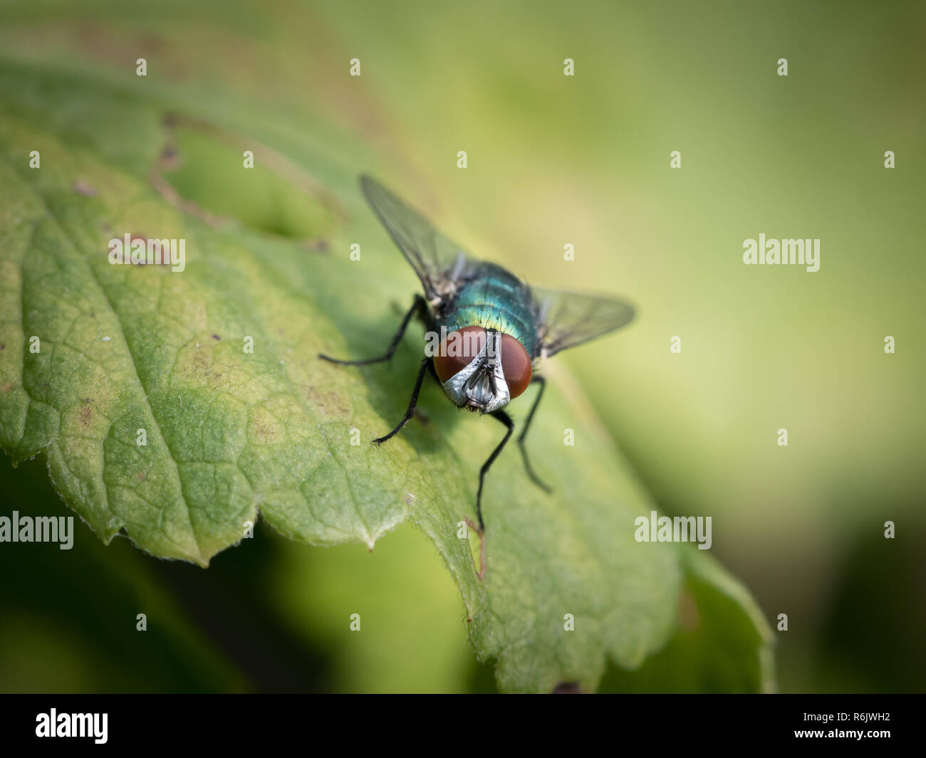 A green blow-fly (Calliphoridae) with red eyes sitting on a green leaf ...