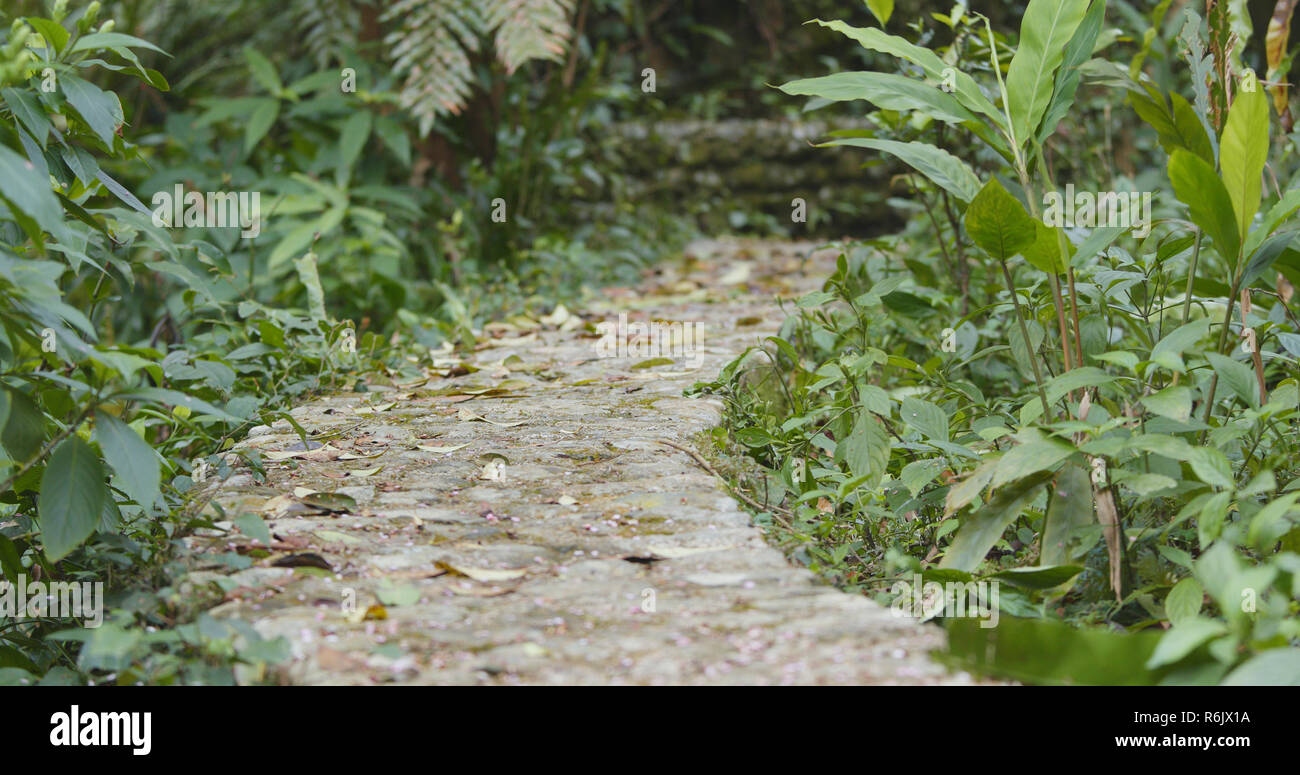 Tropical forest and walking path Stock Photo - Alamy