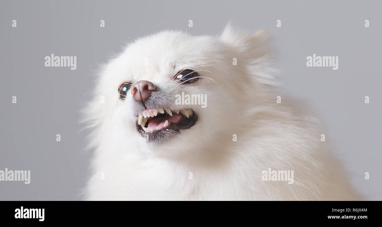 Angry Pomeranian dog Stock Photo - Alamy