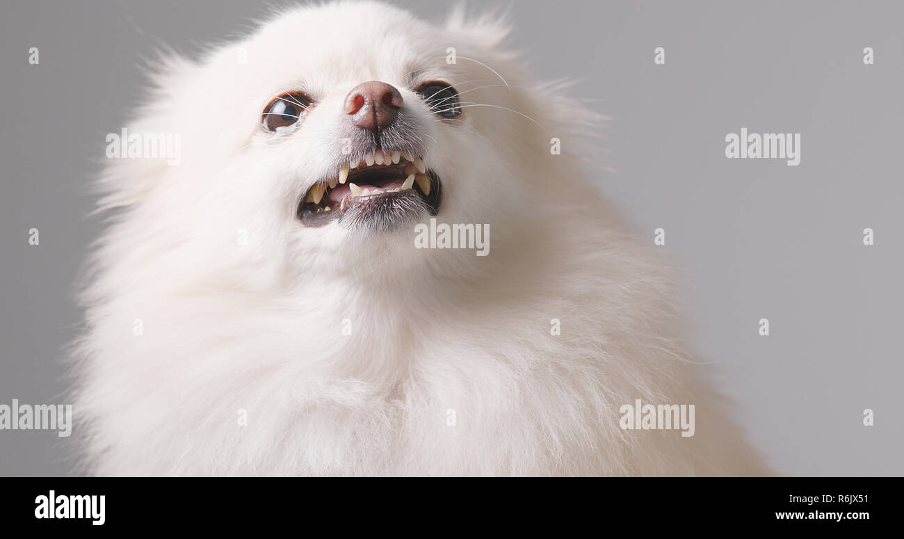 White Pomeranian dog get angry Stock Photo - Alamy