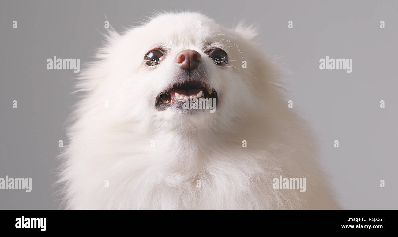 White Pomeranian dog angry Stock Photo - Alamy