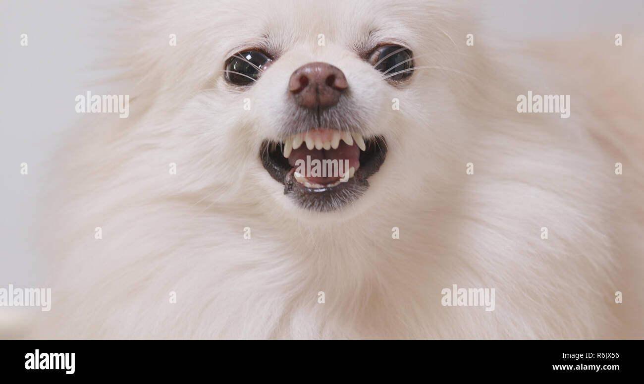 Pomeranian dog getting angry Stock Photo - Alamy
