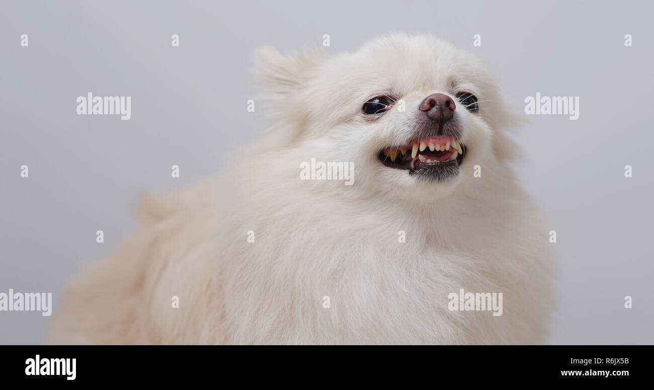 Pomeranian day getting angry Stock Photo - Alamy