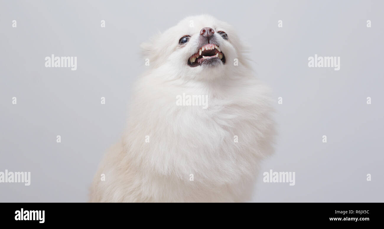White Pomeranian dog getting angry Stock Photo - Alamy