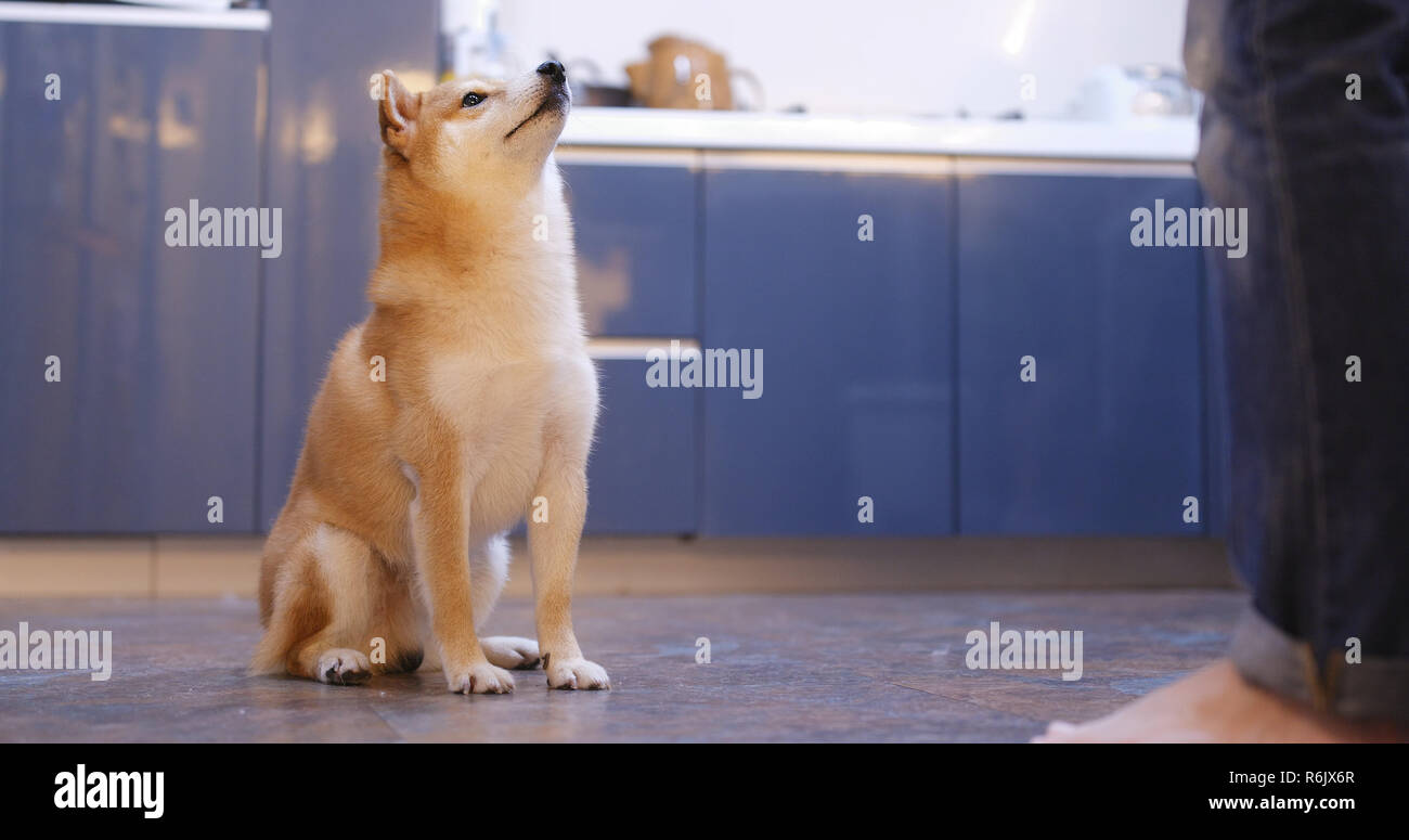 Clapping dog hi-res stock photography and images - Alamy