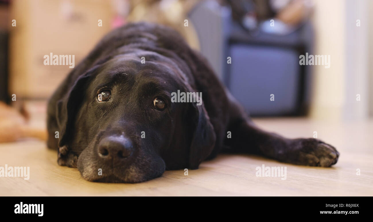 Black Labrador Retriever at home Stock Photo - Alamy