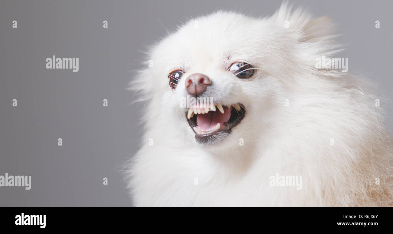 Angry Pomeranian dog Stock Photo - Alamy