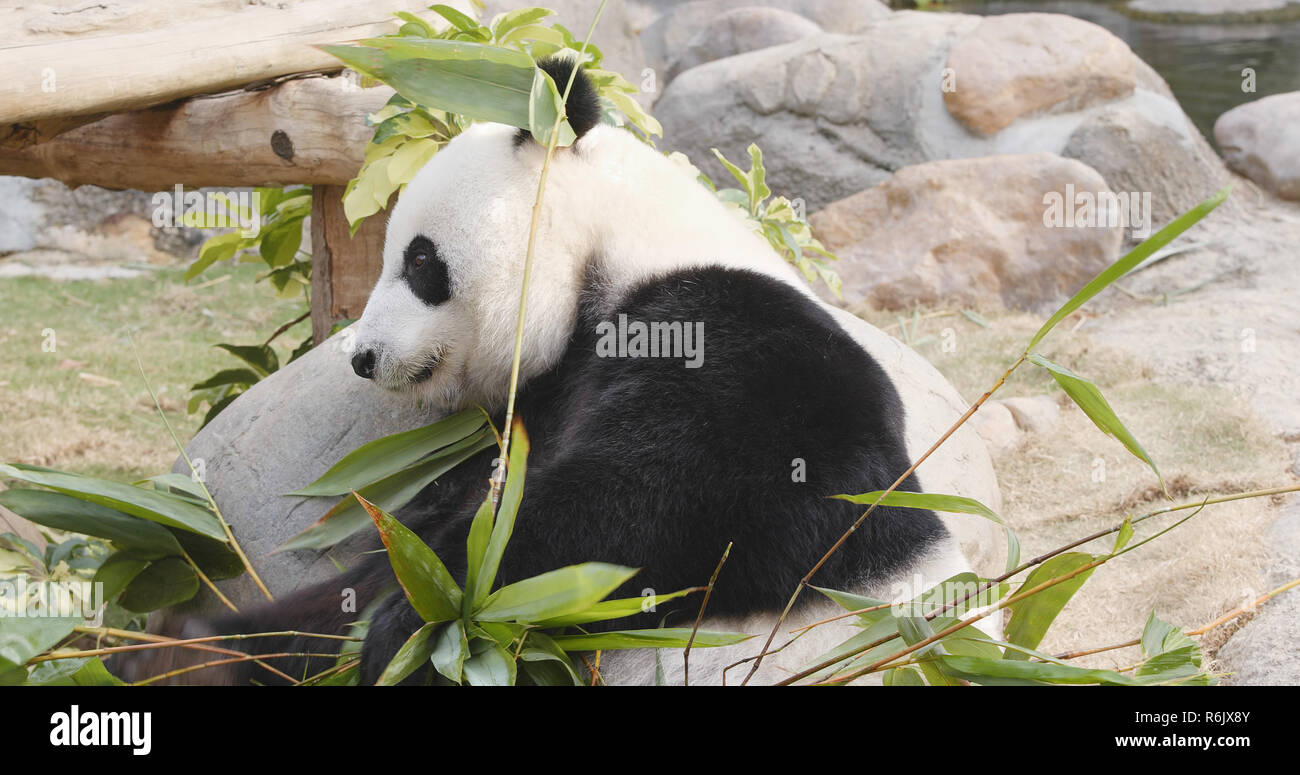 Young animal eats bamboo hi-res stock photography and images - Alamy