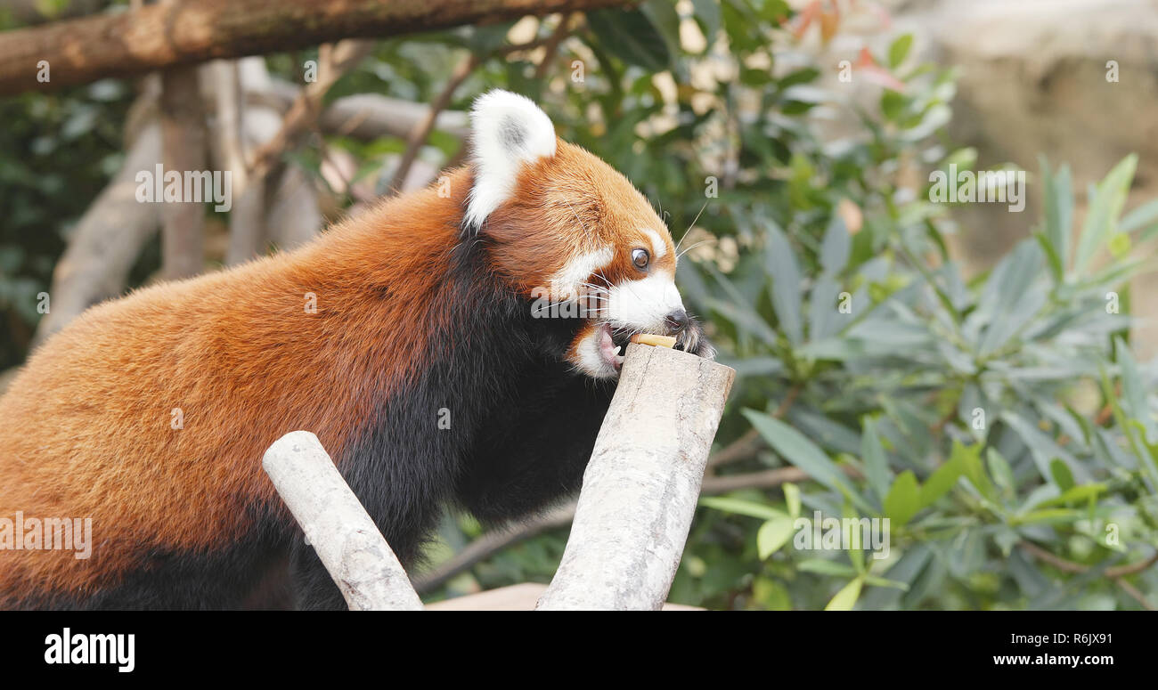 Red panda eating treat Stock Photo - Alamy