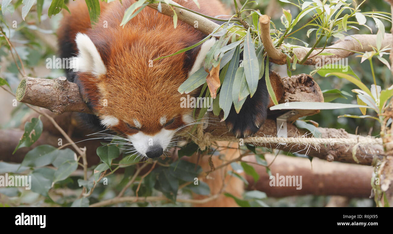 Red panda sleeping Stock Photo - Alamy