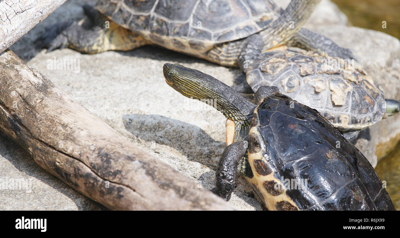 Pond Turtle on rock Stock Photo - Alamy