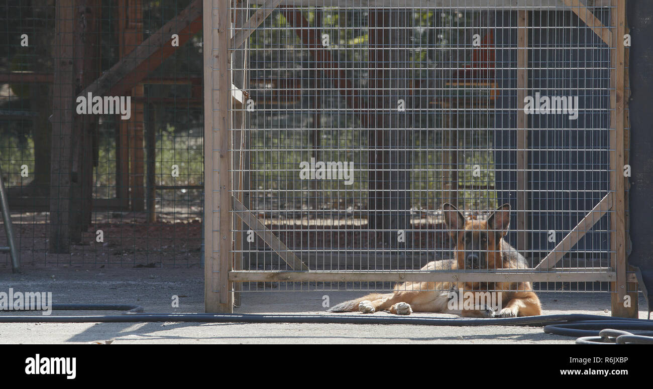 Aggressive dog garden gate hi-res stock photography and images - Alamy