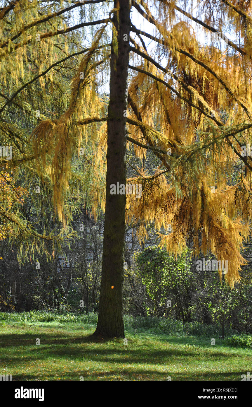 Baumgruppem hi-res stock photography and images - Alamy