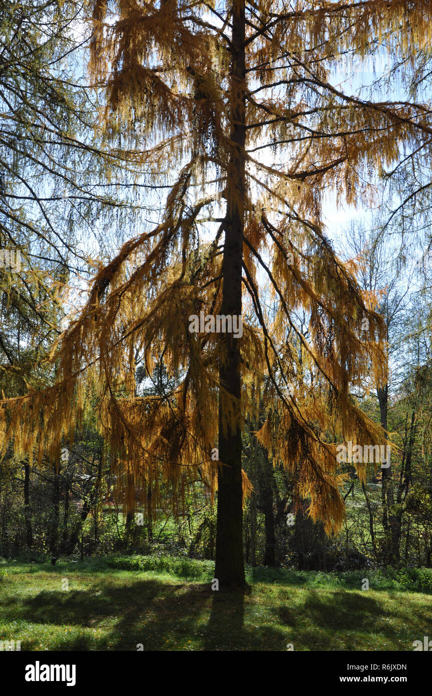 Baumgruppem hi-res stock photography and images - Alamy