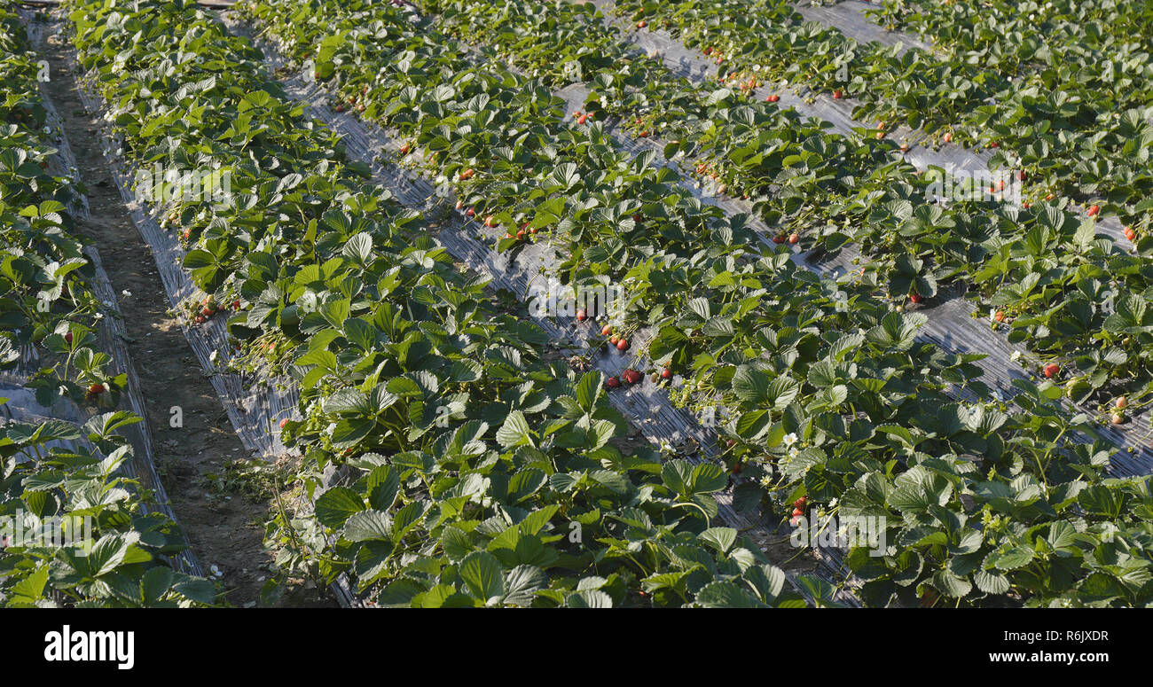 Fresh strawberry field row Stock Photo - Alamy