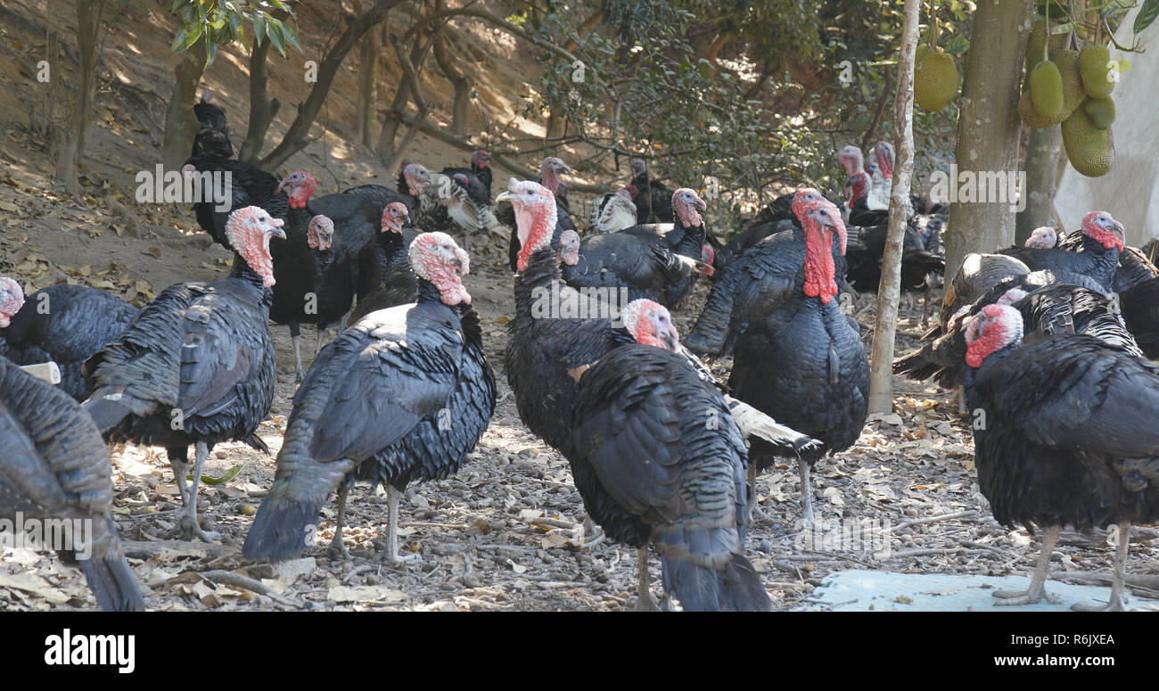 Turkey farm outdoors Stock Photo - Alamy