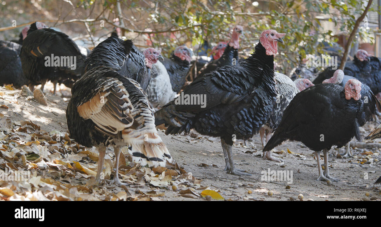 Happy Turkeys In Nature High Resolution Stock Photography and Images ...