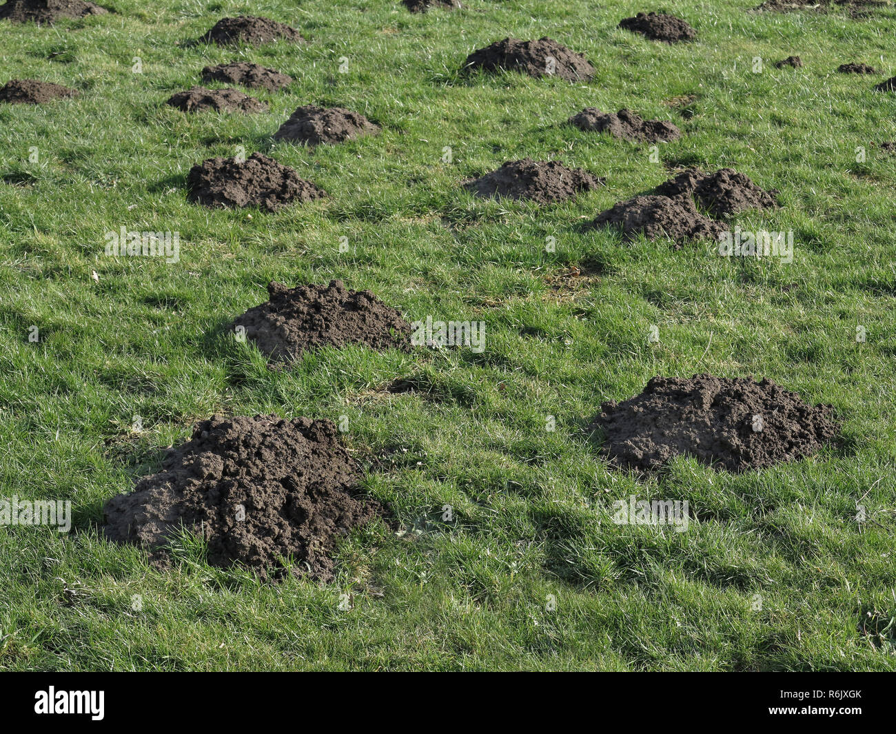 Moles molehill hi-res stock photography and images - Alamy