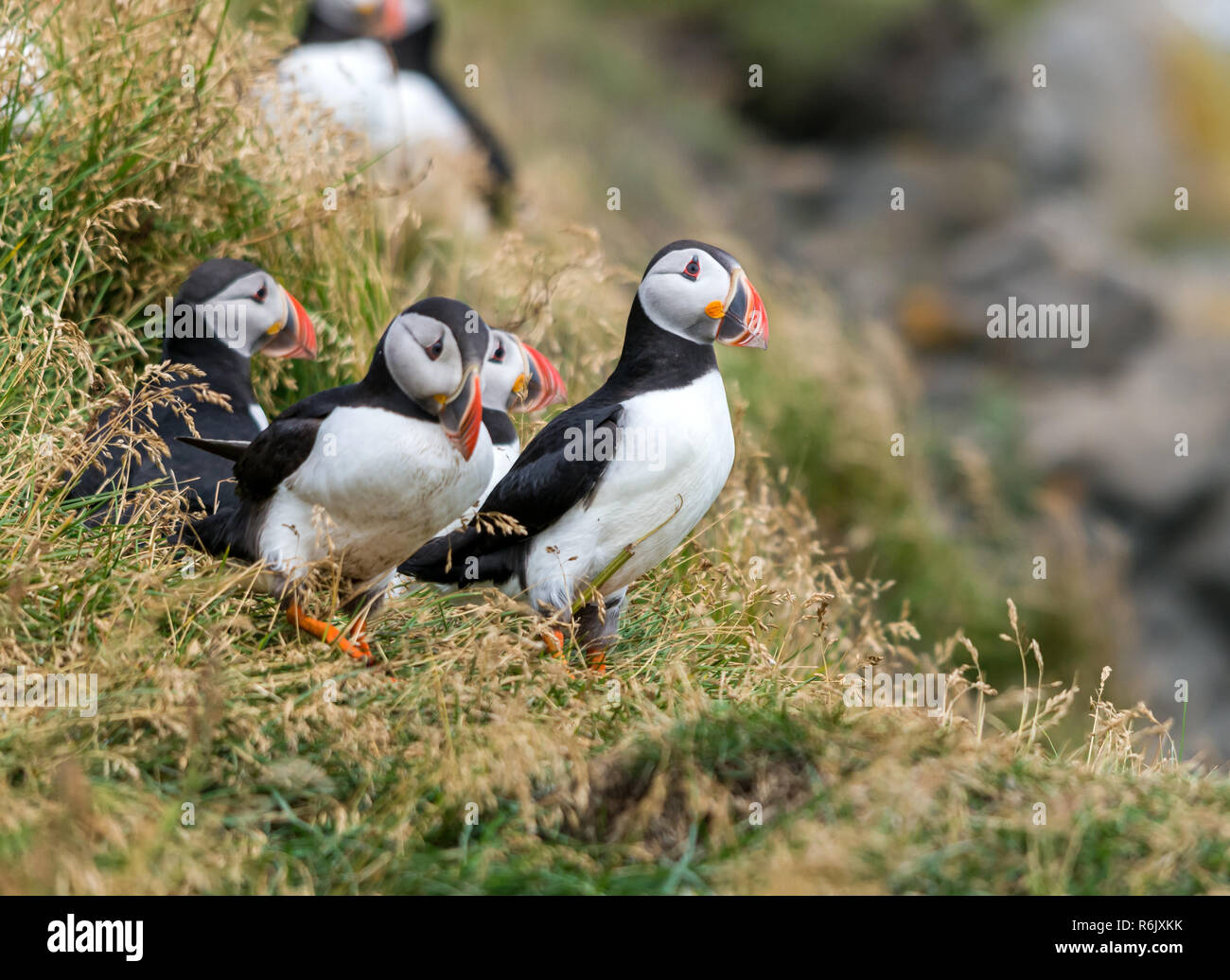 The Atlantic puffin, also known as the common puffin Stock Photo - Alamy