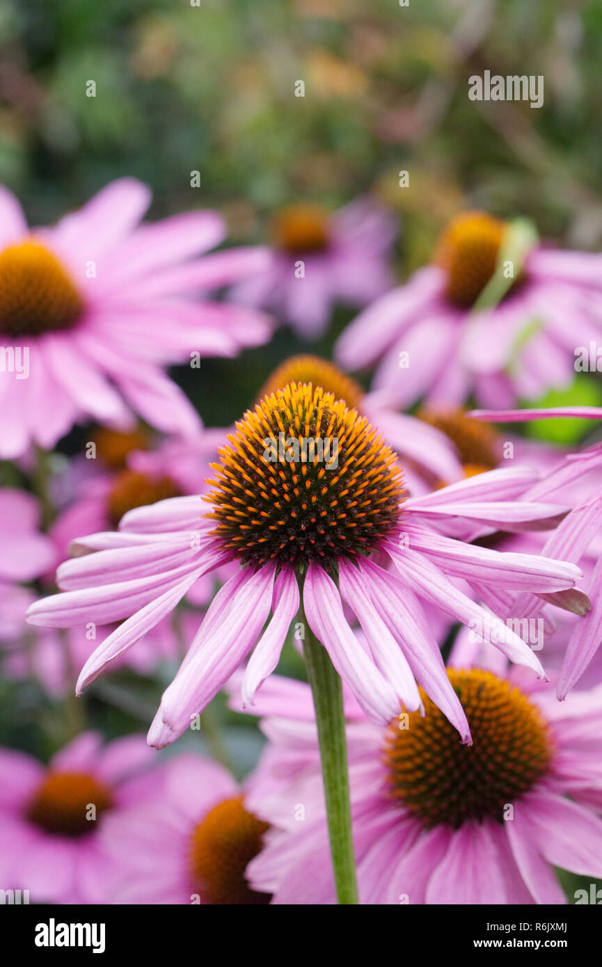 Echinacea purpurea. Coneflower in an herbaceous border Stock Photo - Alamy