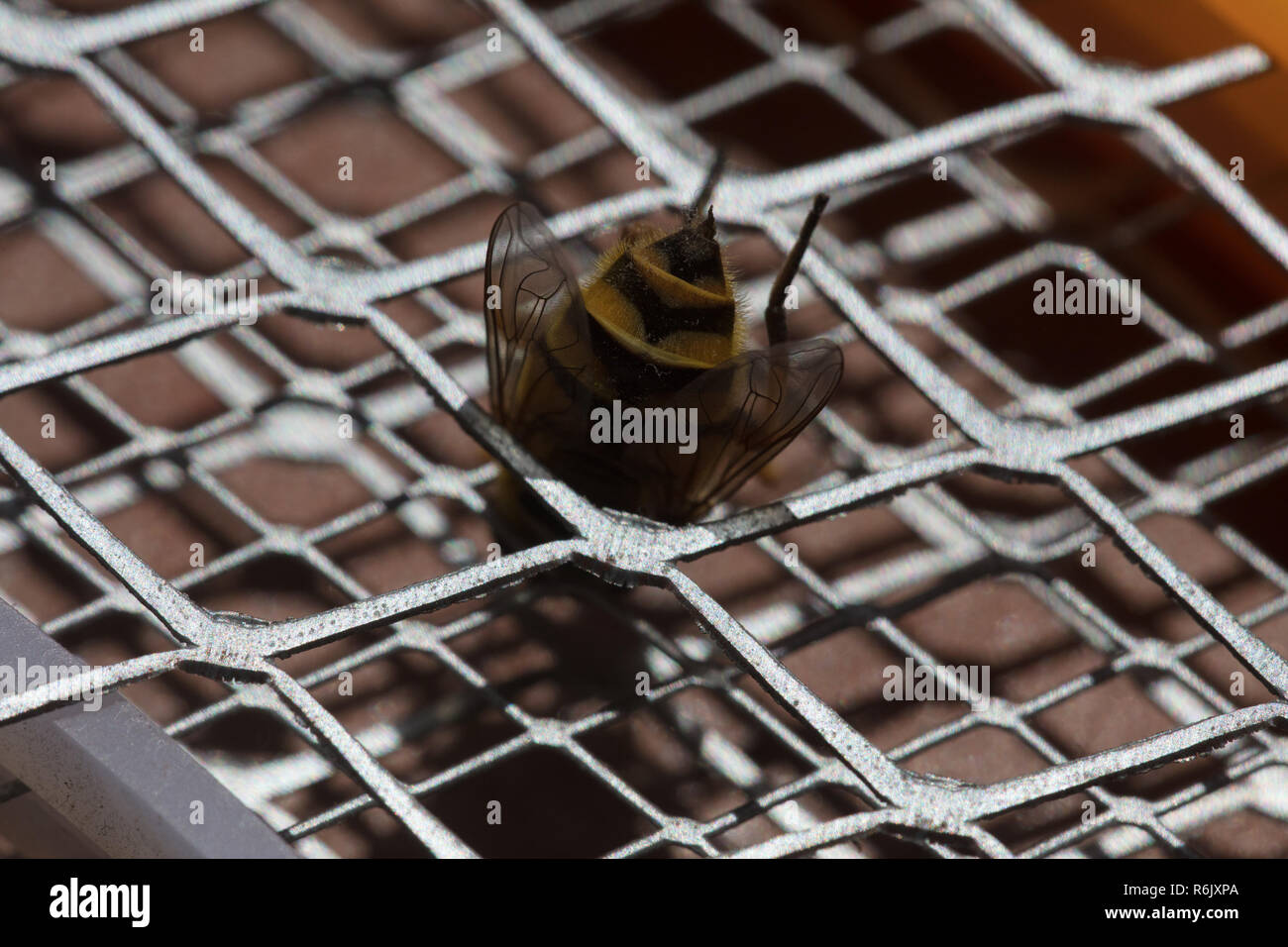 Honey bee sting skin hi-res stock photography and images - Alamy