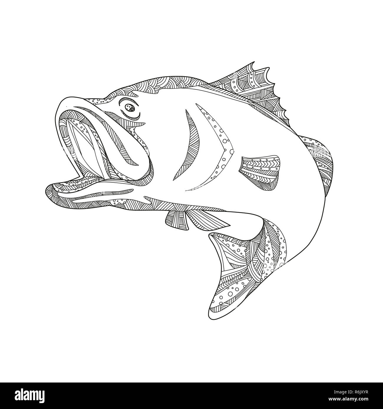 Drawing barramundi hi-res stock photography and images - Alamy