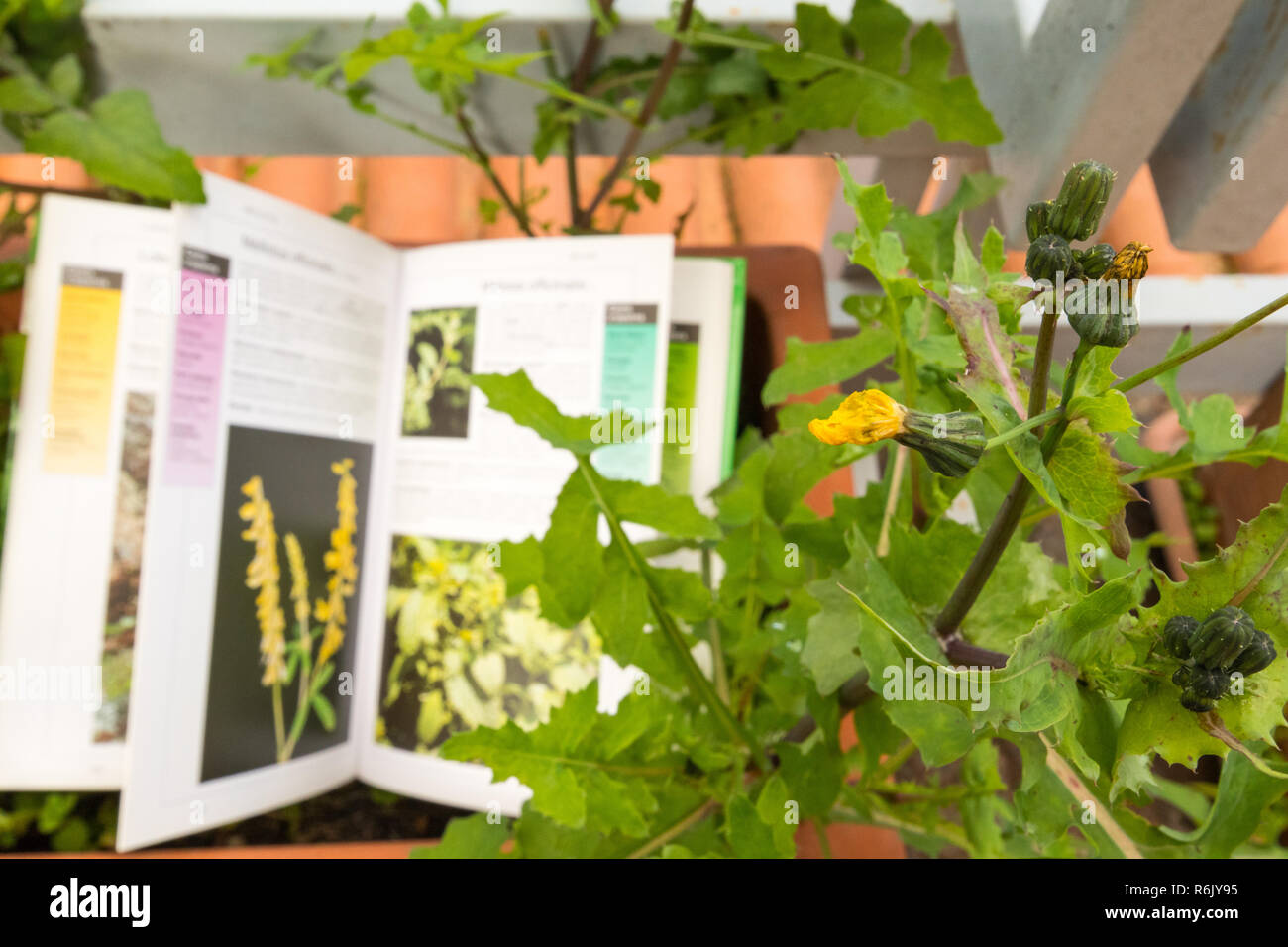 Identifying wild flower with botany field guide Stock Photo - Alamy