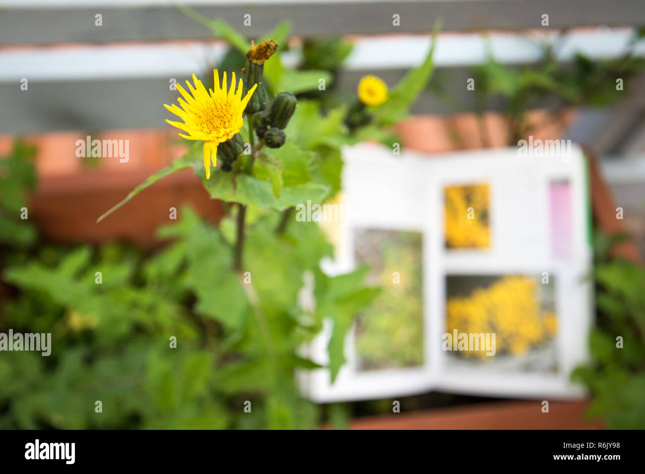 Identifying wild flower with botany field guide Stock Photo - Alamy