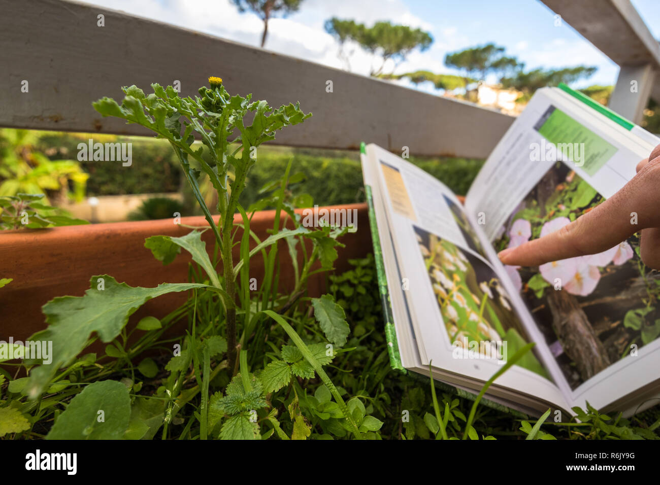 Identifying wild flower with botany field guide Stock Photo - Alamy