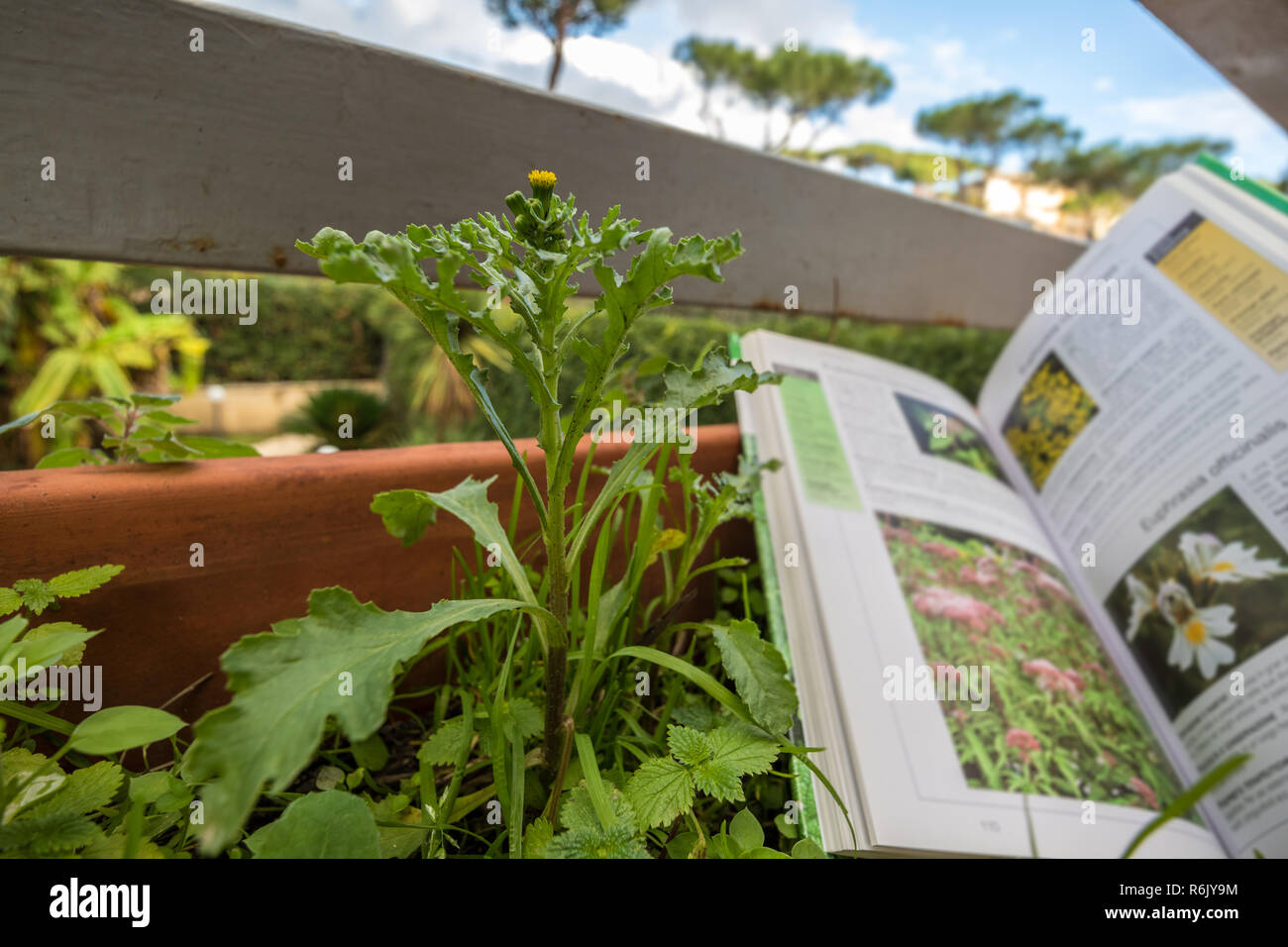 Identifying wild flower with botany field guide Stock Photo - Alamy