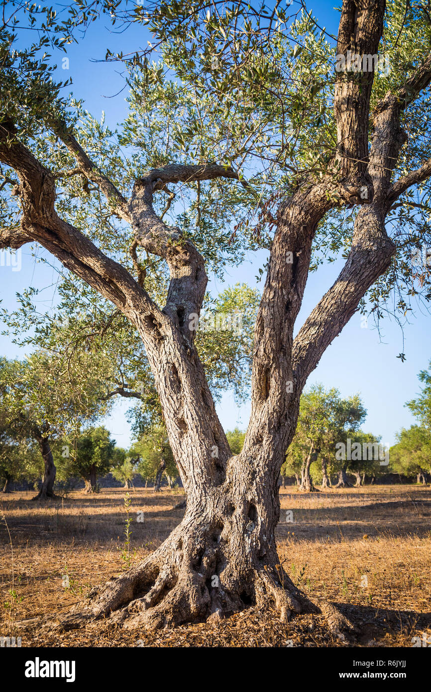 Olive tree in South Italy Stock Photo - Alamy