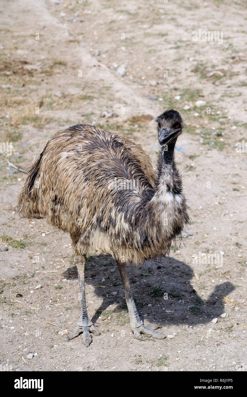 Emeus in freedom in a French farm Stock Photo - Alamy