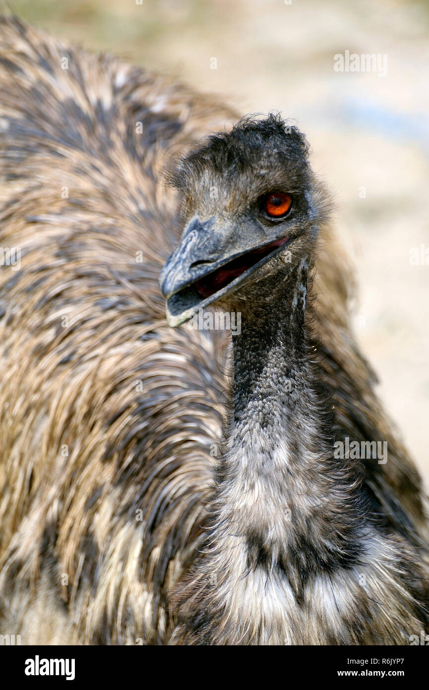 Emeus in freedom in a French farm Stock Photo - Alamy