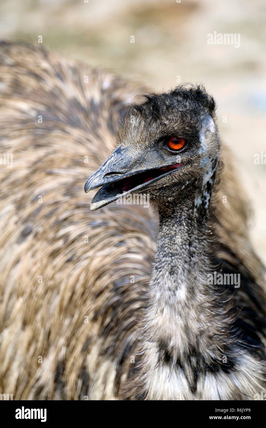 Emeus in freedom in a French farm Stock Photo - Alamy