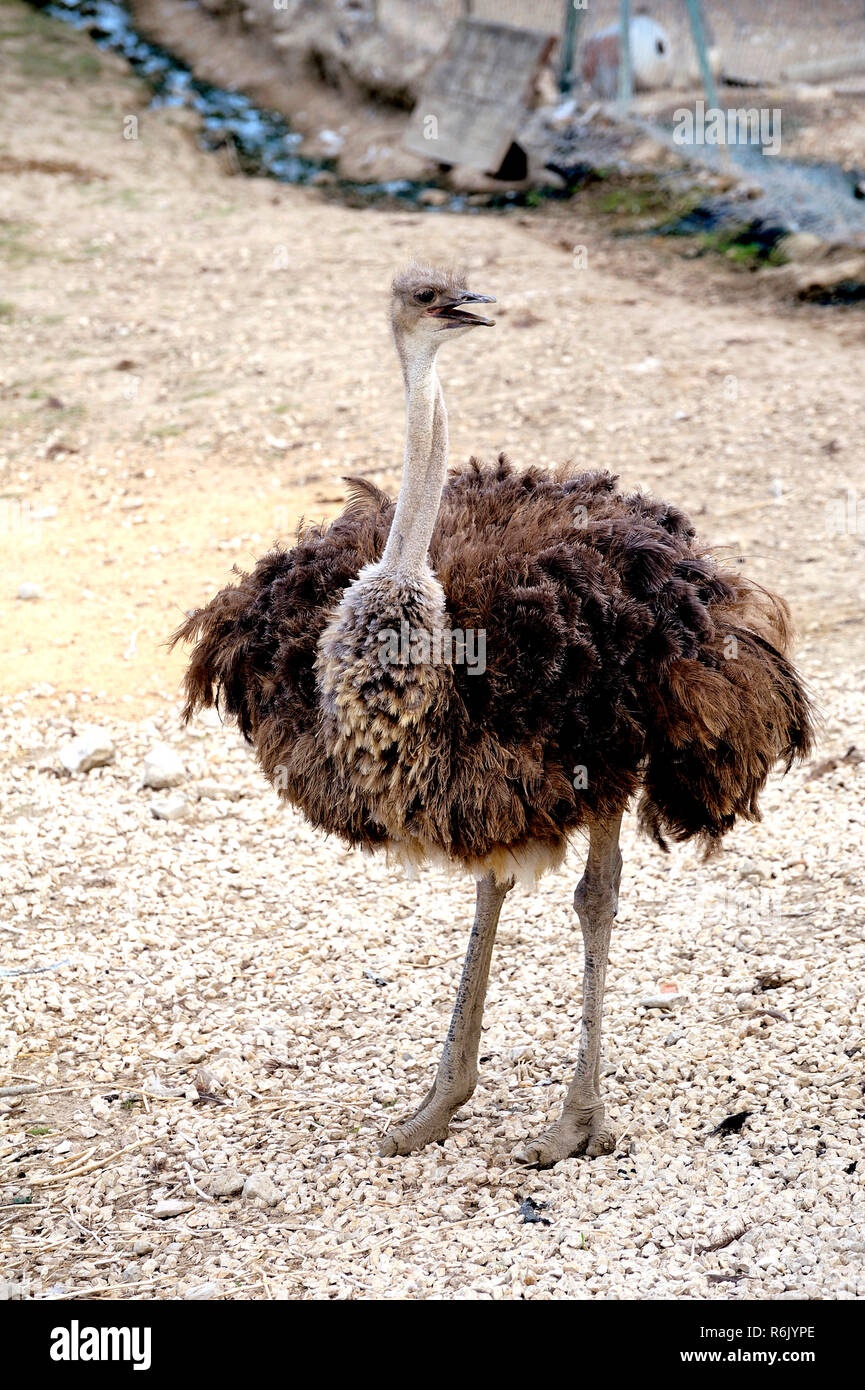 Ostrich at liberty in a French farm Stock Photo - Alamy