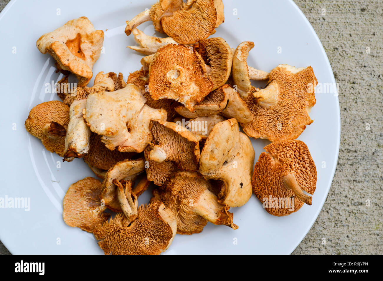 Hedgehog mushrooms (Hydnum repandum), also called sweet tooth and wood ...