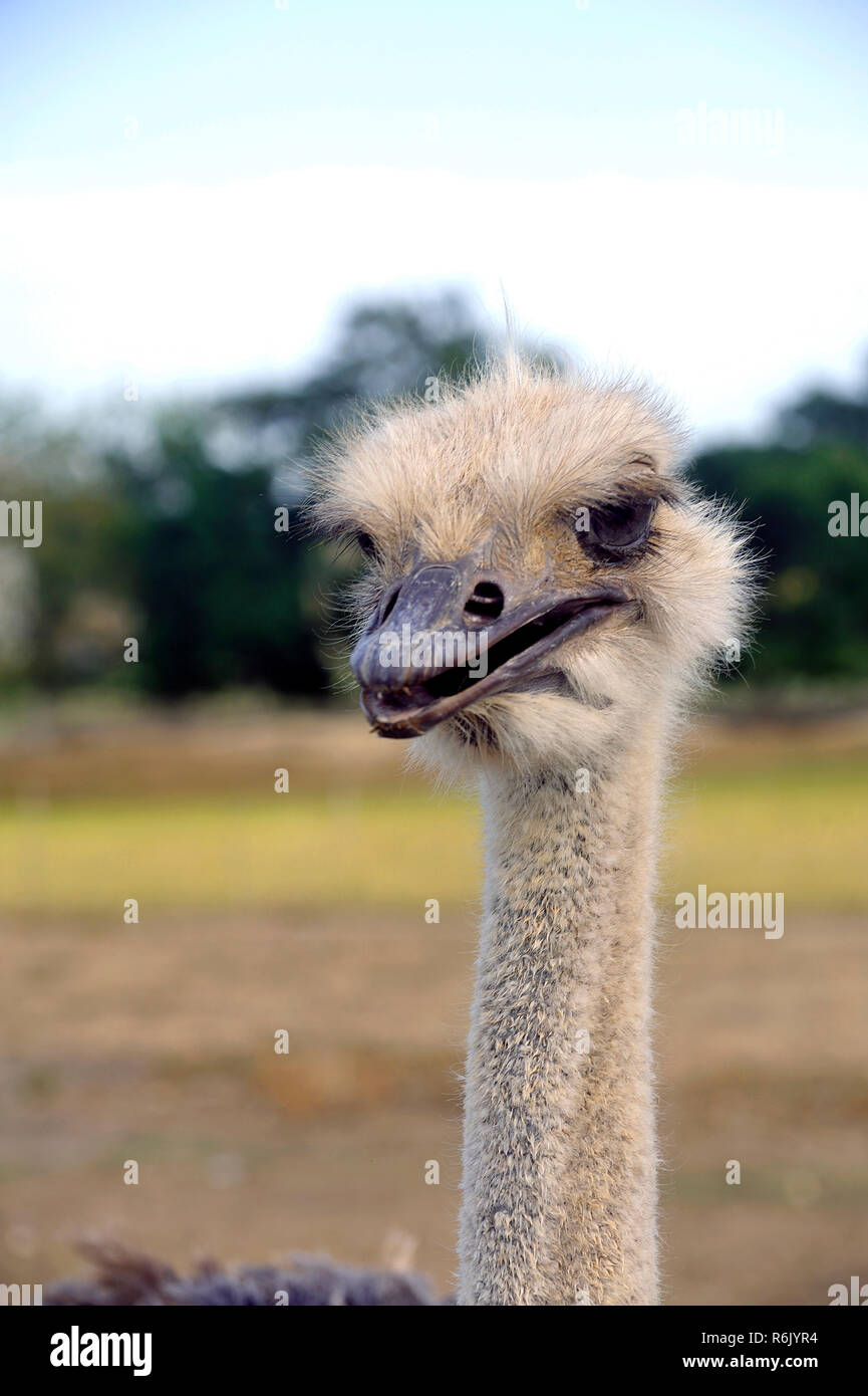 Ostrich at liberty in a French farm Stock Photo - Alamy