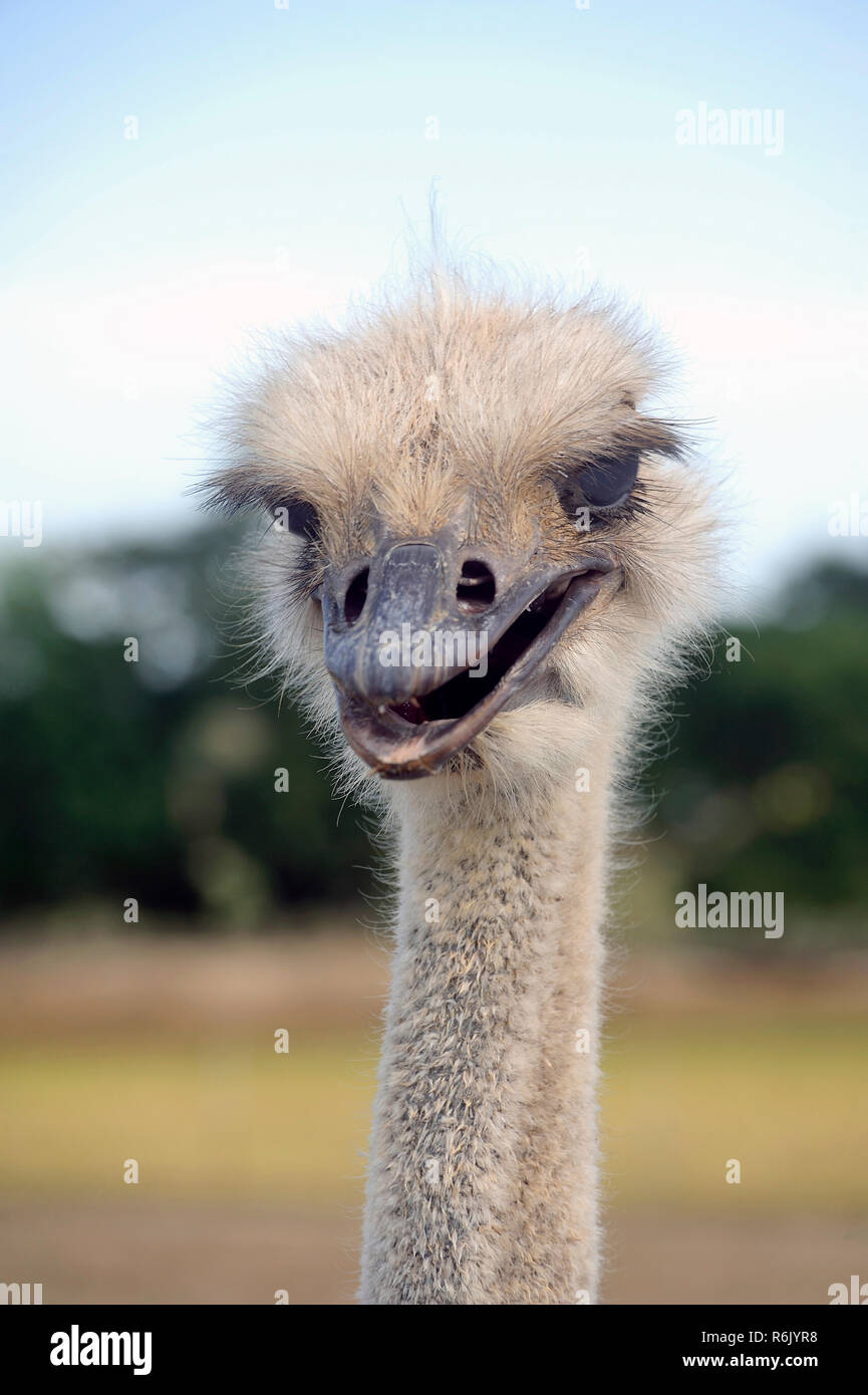 Ostrich at liberty in a French farm Stock Photo - Alamy