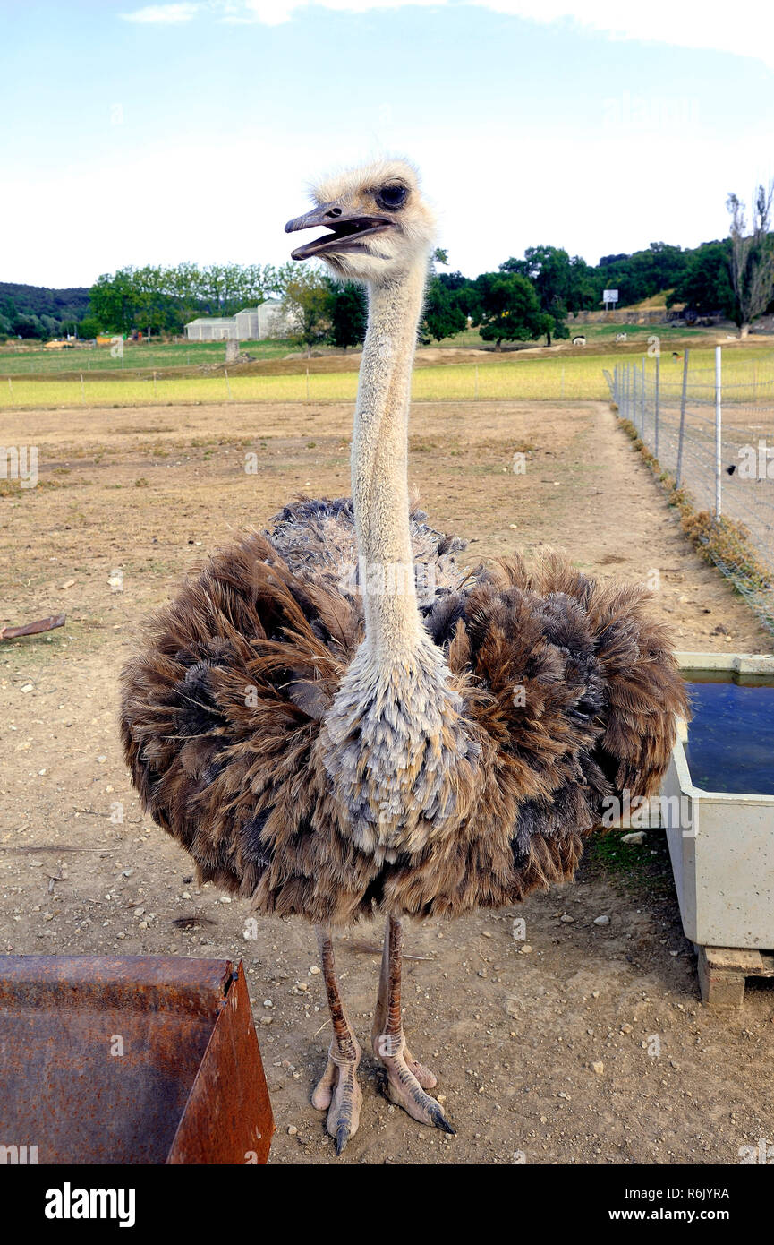 Ostrich at liberty in a French farm Stock Photo - Alamy