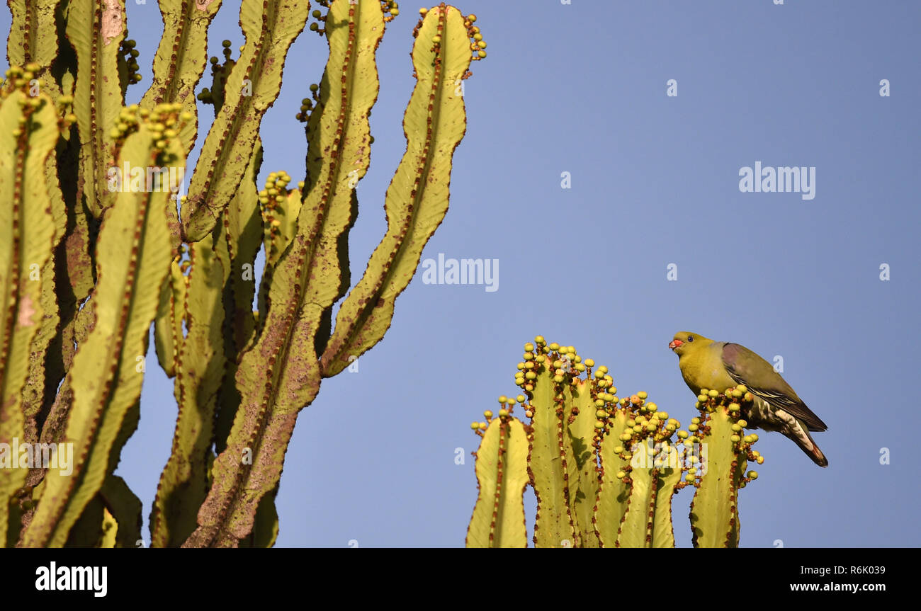 african green pigeon Stock Photo - Alamy