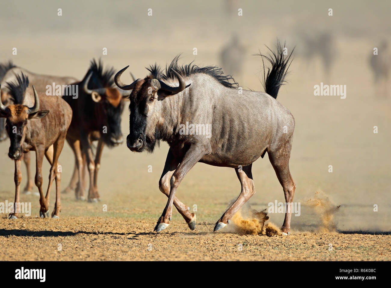 Running blue wildebeest Stock Photo - Alamy
