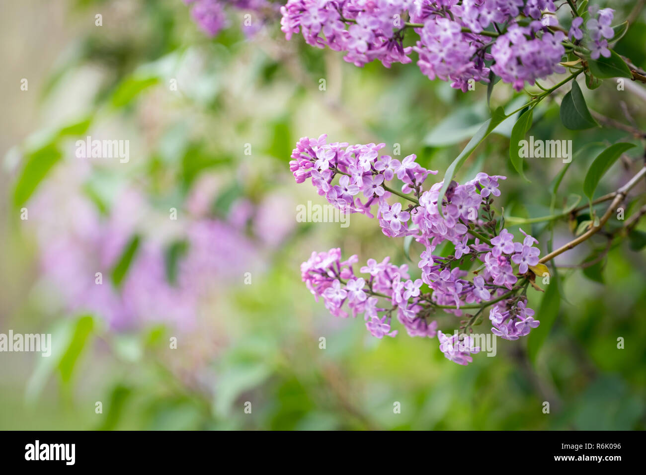 Lilac flowers spring blossom Stock Photo - Alamy