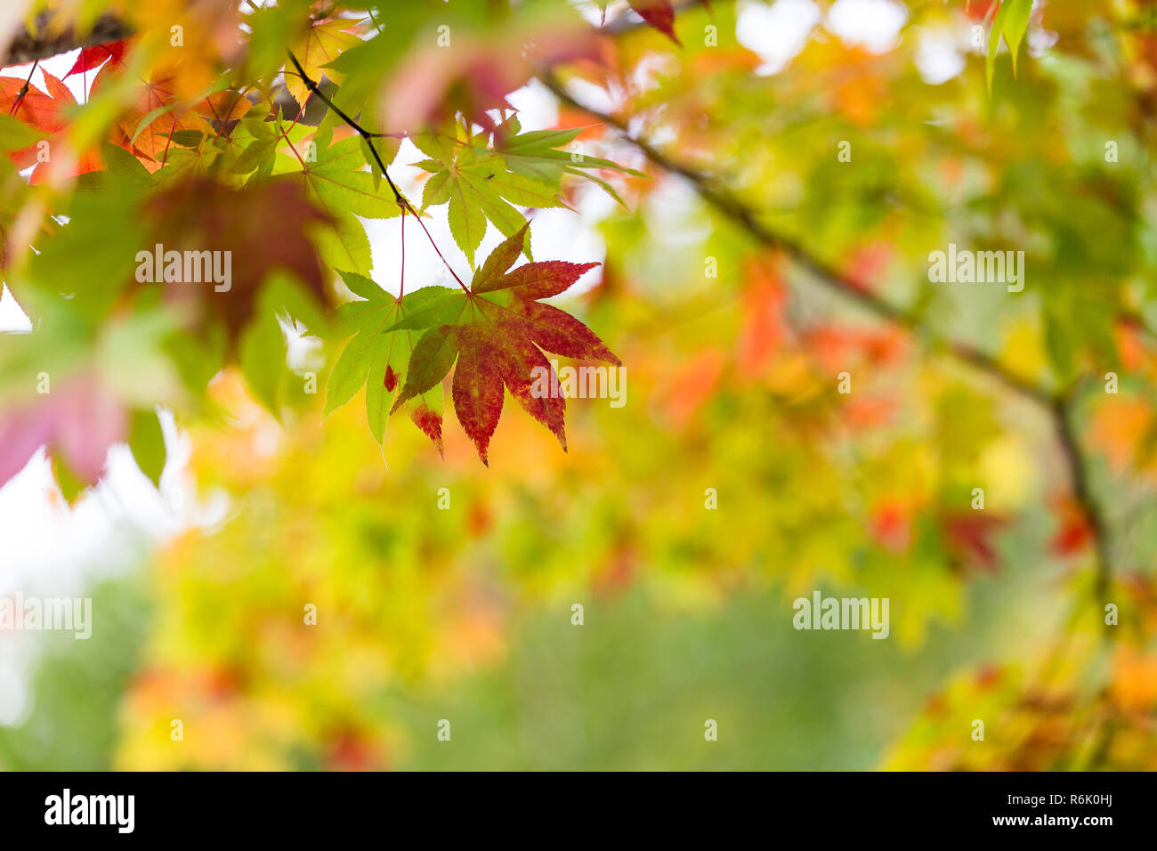 Maple leave changing color Stock Photo - Alamy